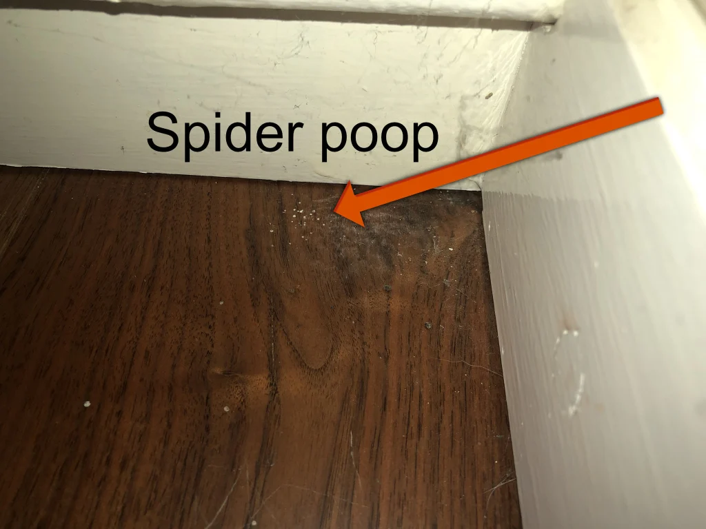How To Clean Spider Poop From Wooden Flooring (naturally) - Sparkling Penny