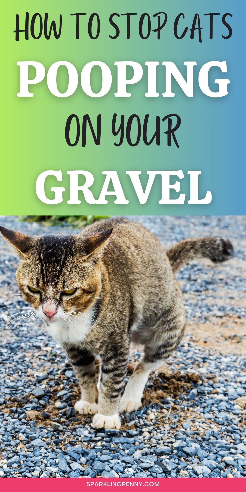How To Stop Cats Pooping On Gravel - Sparkling Penny