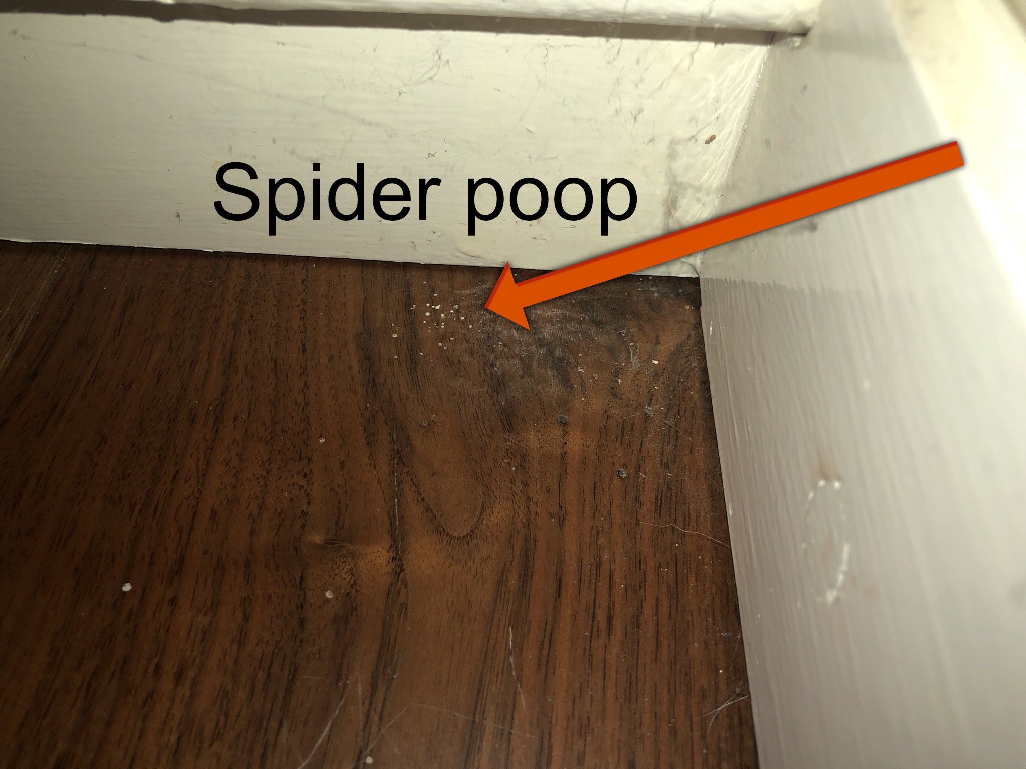 How To Clean Spider Poop From Wooden Flooring (naturally) - Sparkling Penny