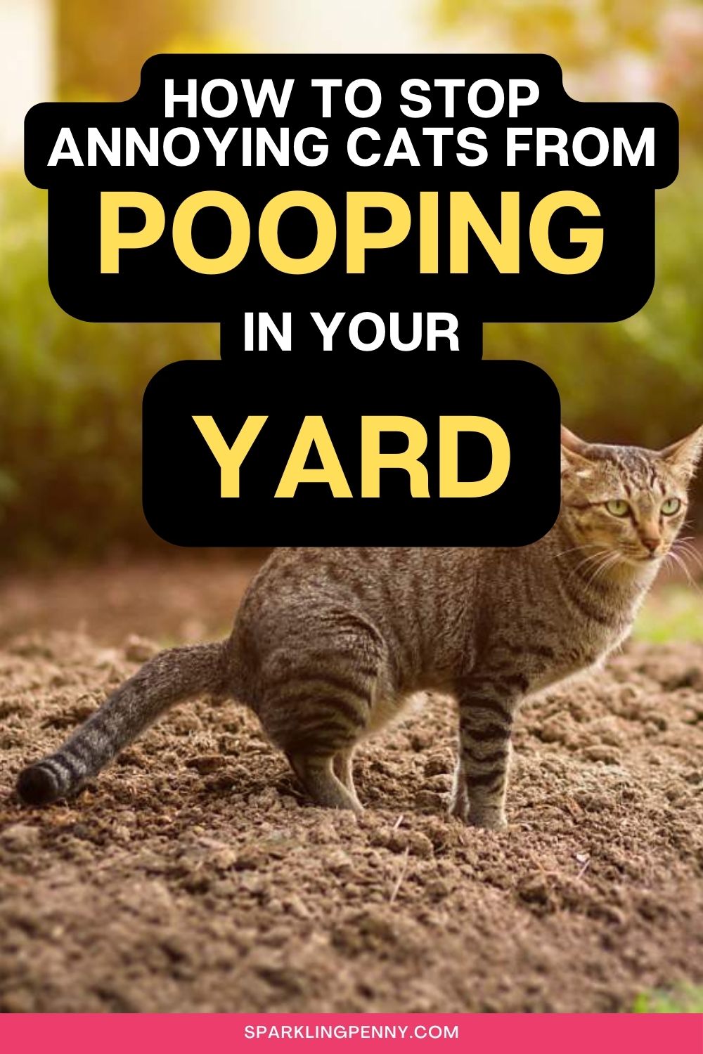 How To Stop Cats From Pooping In Your Yard - Sparkling Penny